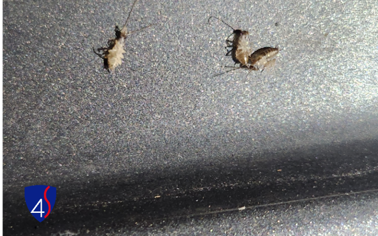 Ants and Cockroaches in Your Car in Singapore: Tips and Tricks to Spot ...